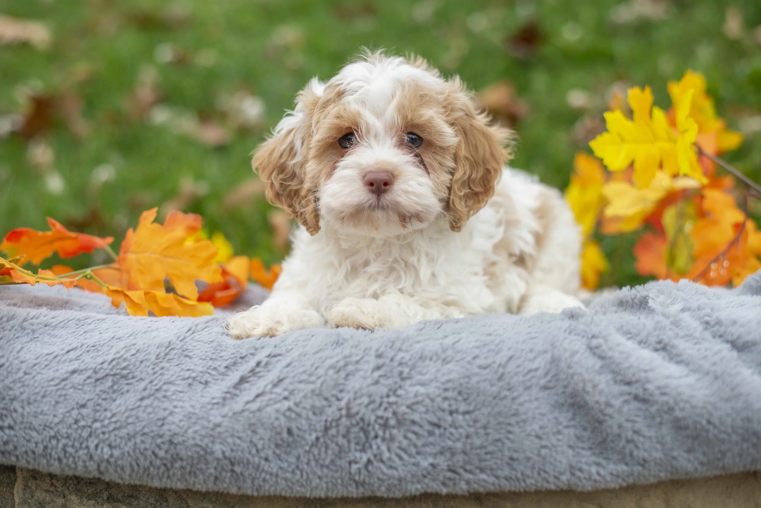 Cockapoo — Evergreen Puppies
