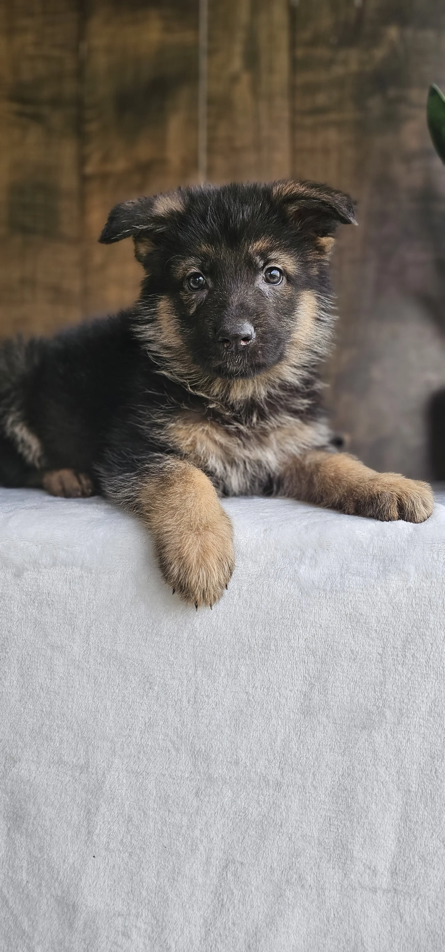 German Shepherd — Evergreen Puppies