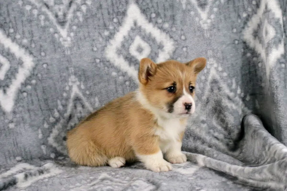 Pembroke Welsh Corgi — Evergreen Puppies