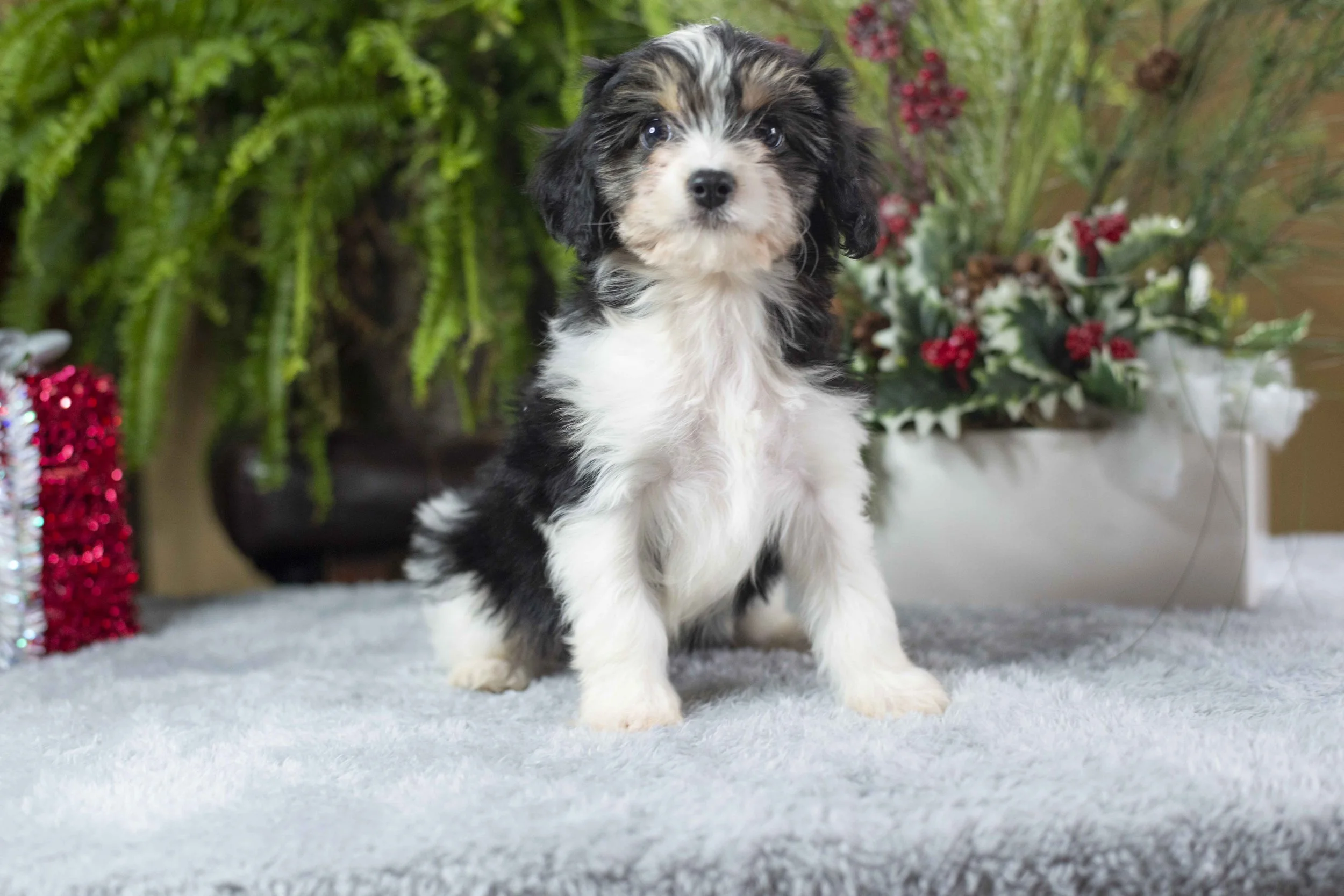 Cavachon — Evergreen Puppies