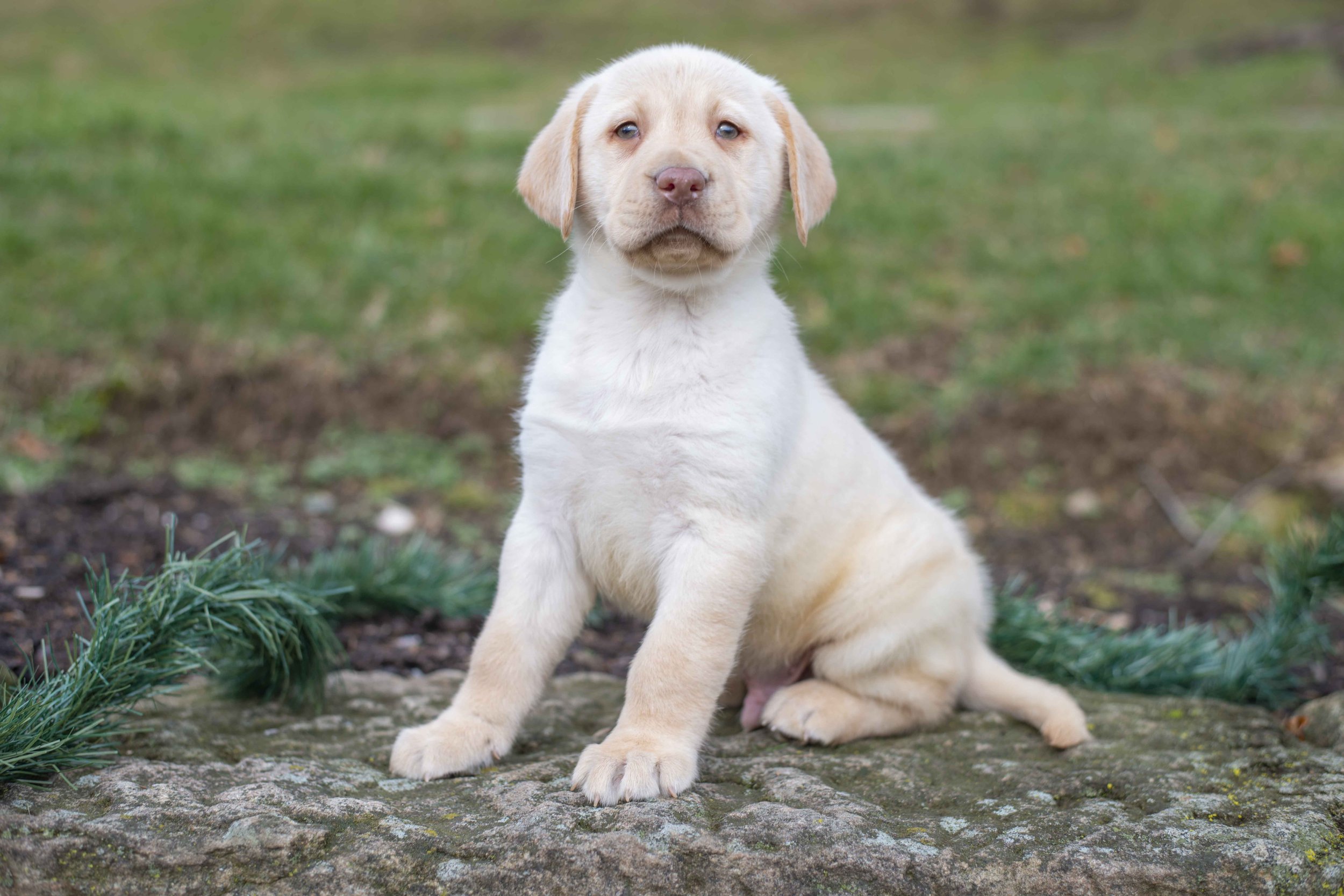 Labrador Retriever — Evergreen Puppies