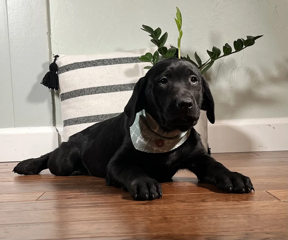 Labrador Mix — Evergreen Puppies