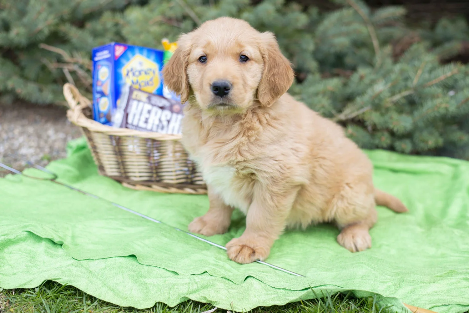 Golden Retriever — Evergreen Puppies