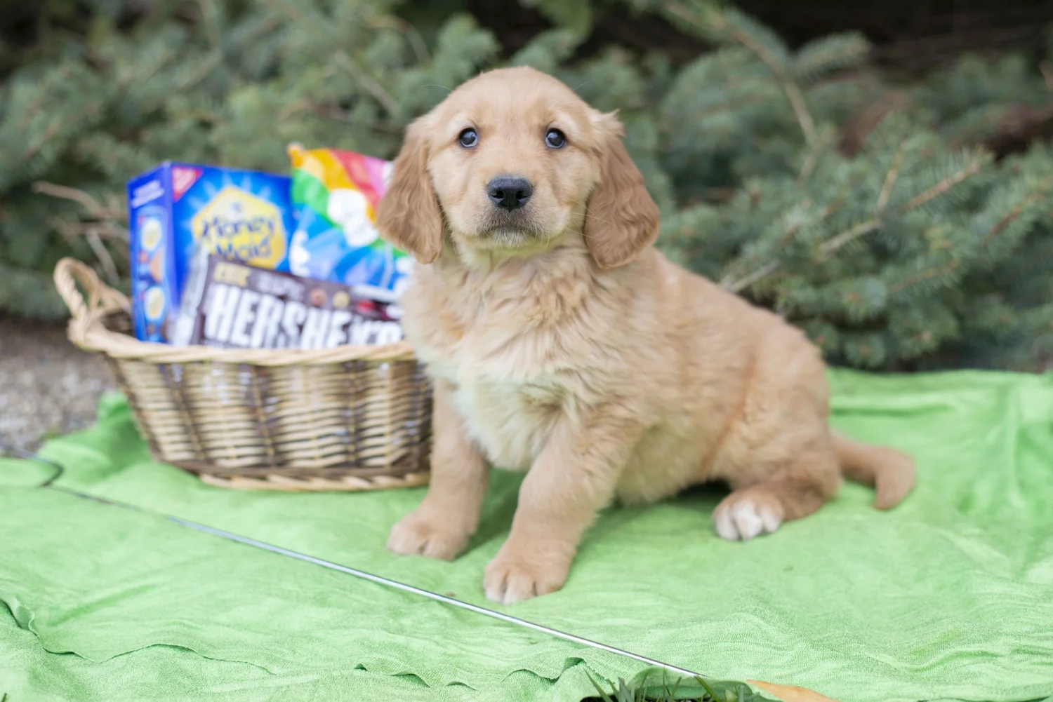 Golden Retriever — Evergreen Puppies