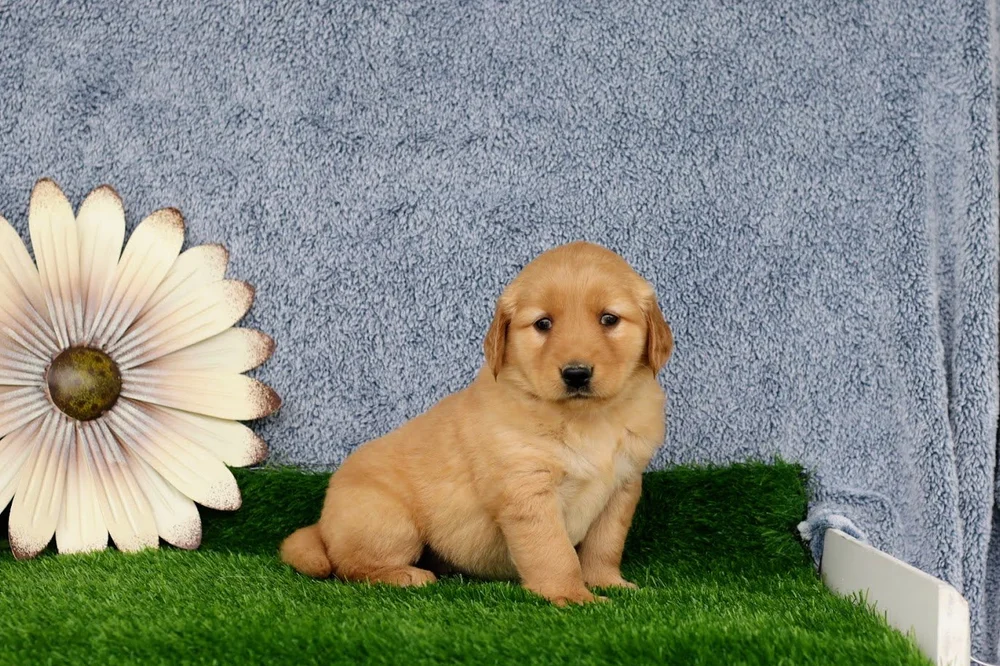 Golden Retriever — Evergreen Puppies