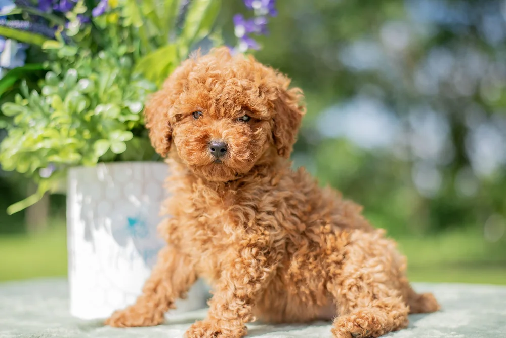 Mini Poodle — Evergreen Puppies