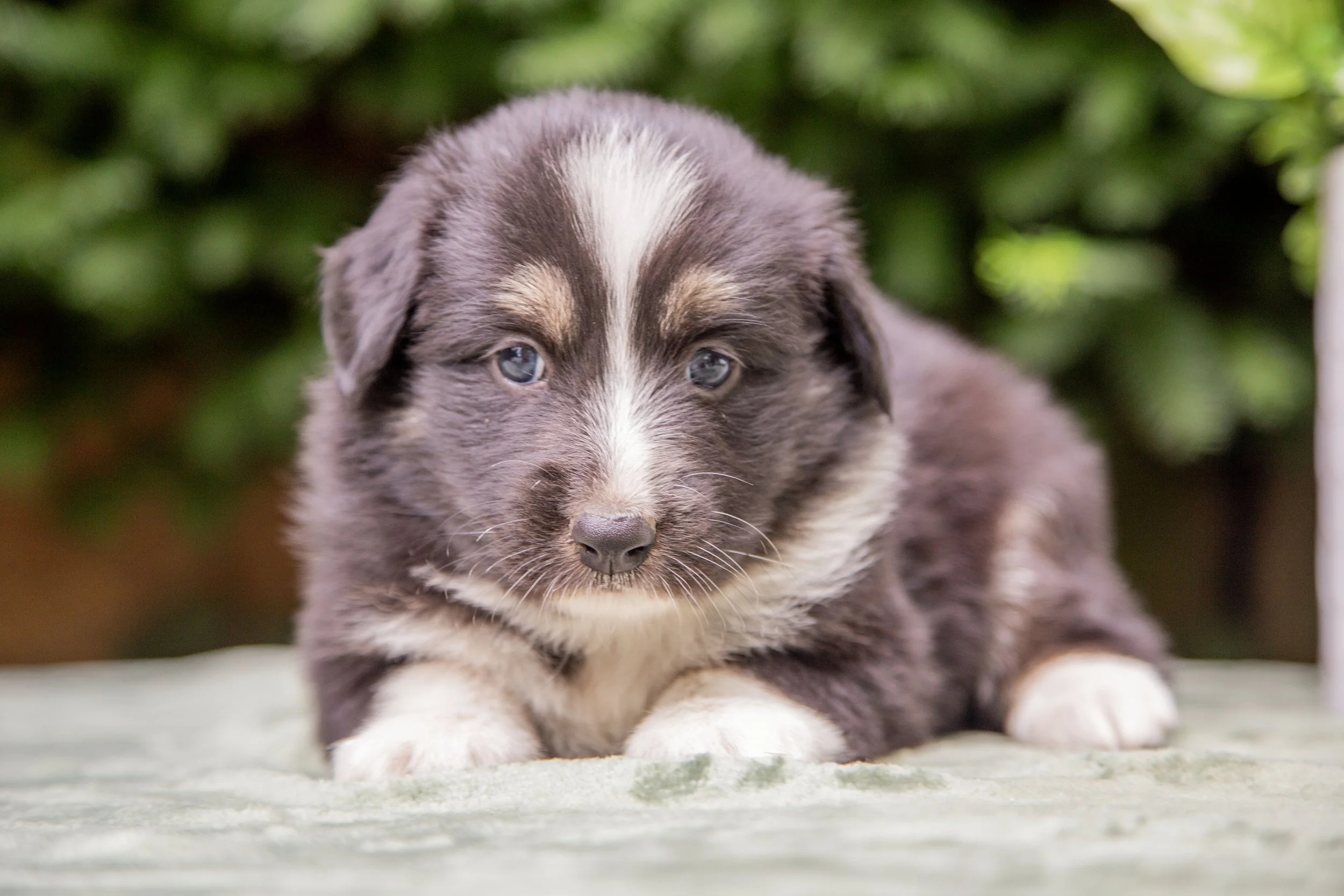 Australian Shepherd — Evergreen Puppies