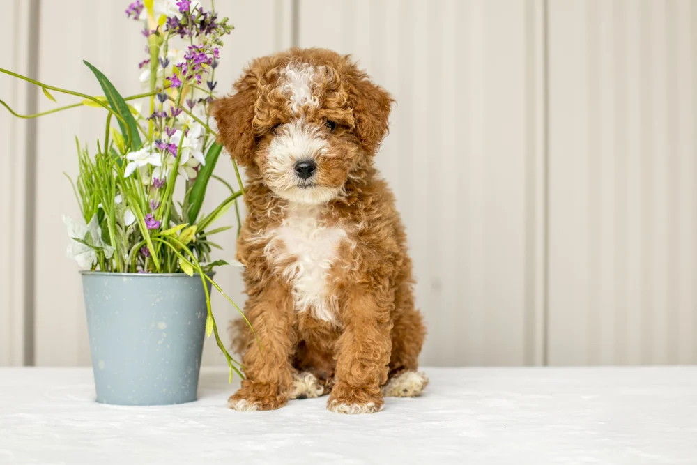 Mini Poodle — Evergreen Puppies