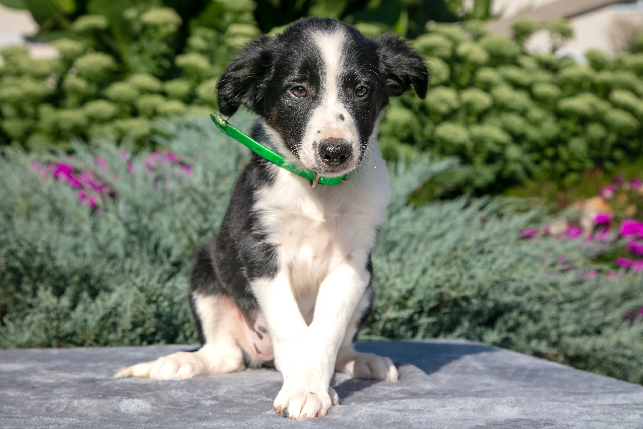 Border Collie — Evergreen Puppies