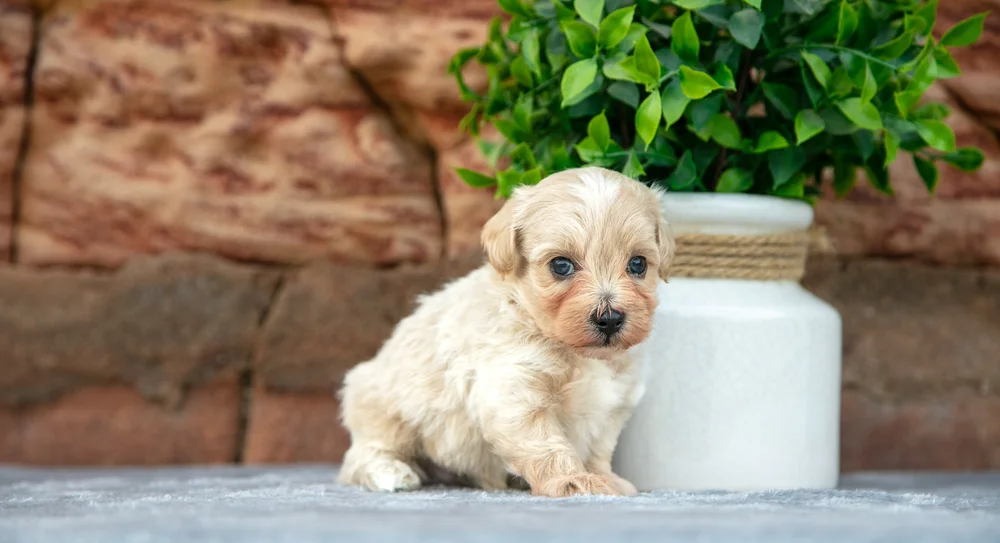 Maltipoo — Evergreen Puppies