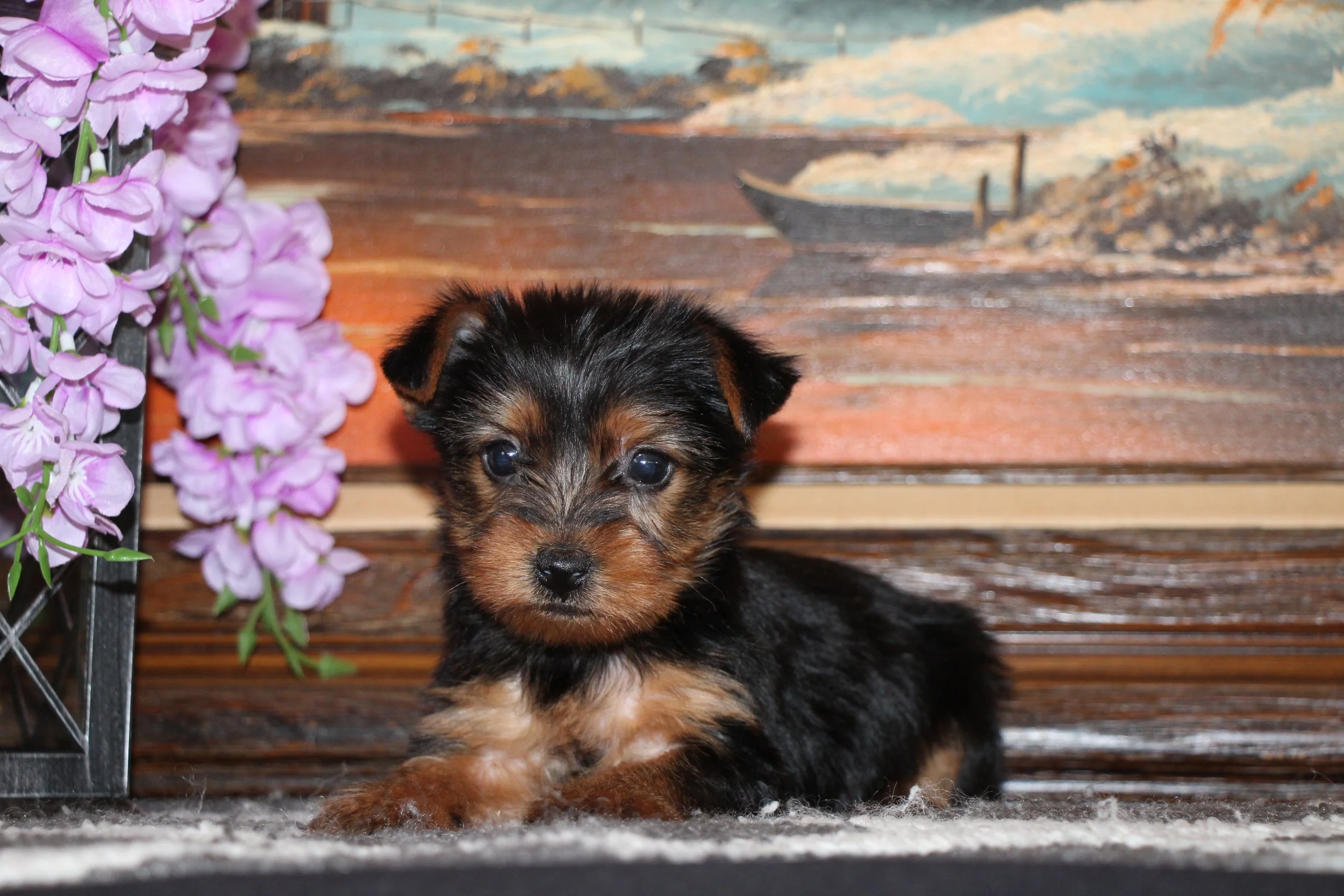 Tinkerbell - $1200 — Evergreen Puppies