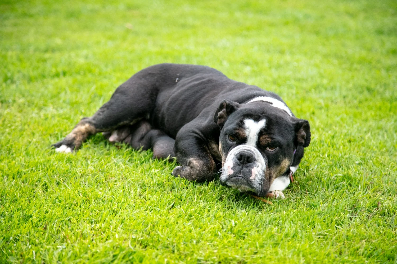 English Bulldog Mix — Evergreen Puppies