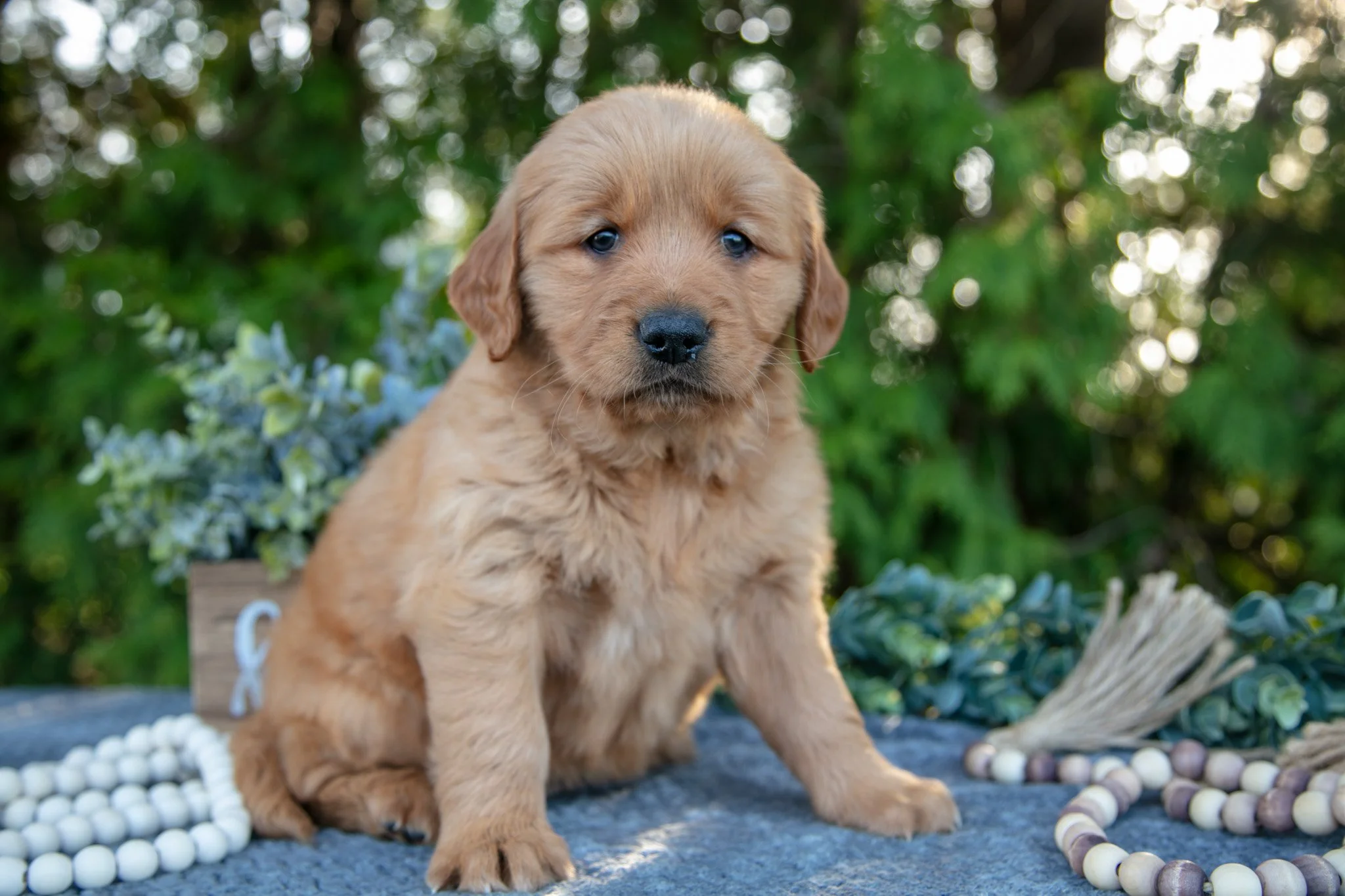 Golden Retriever — Evergreen Puppies