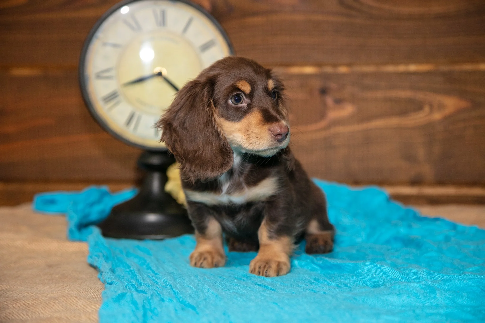 Alexander - Sold — Evergreen Puppies