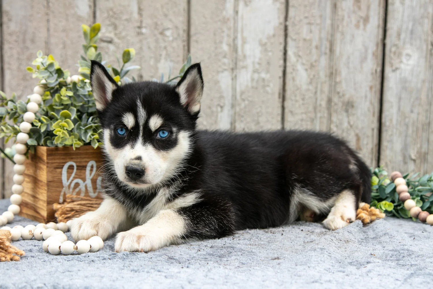 Magnolia - Sold — Evergreen Puppies