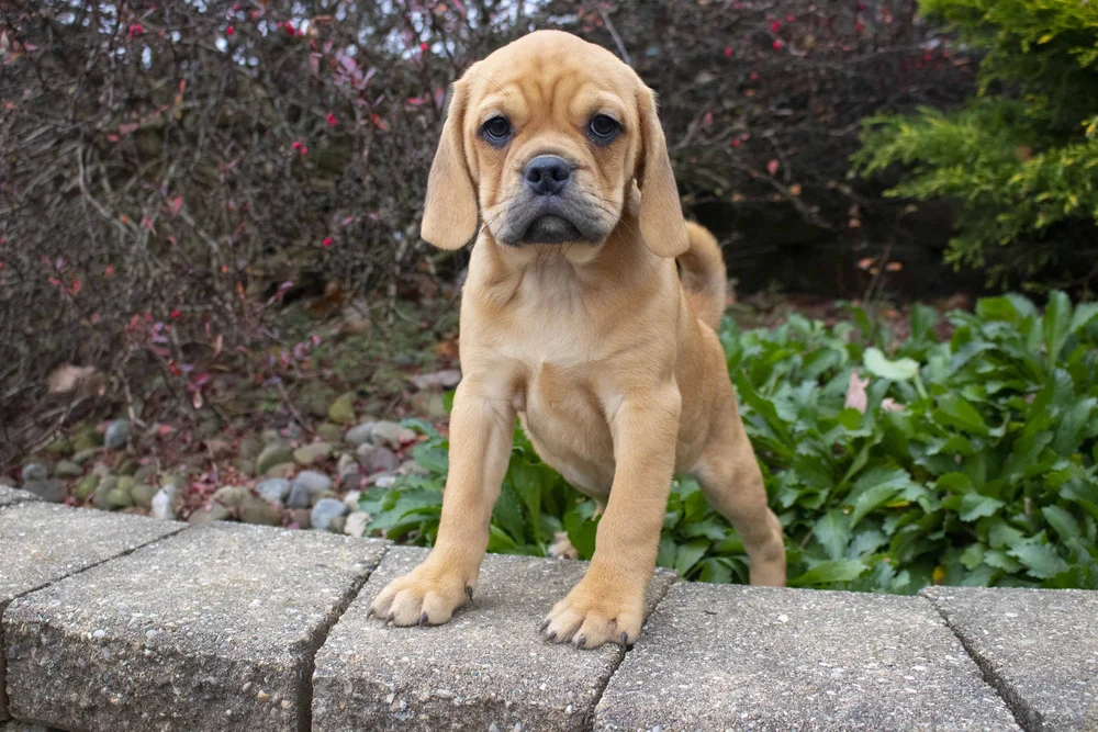Puggle — Evergreen Puppies