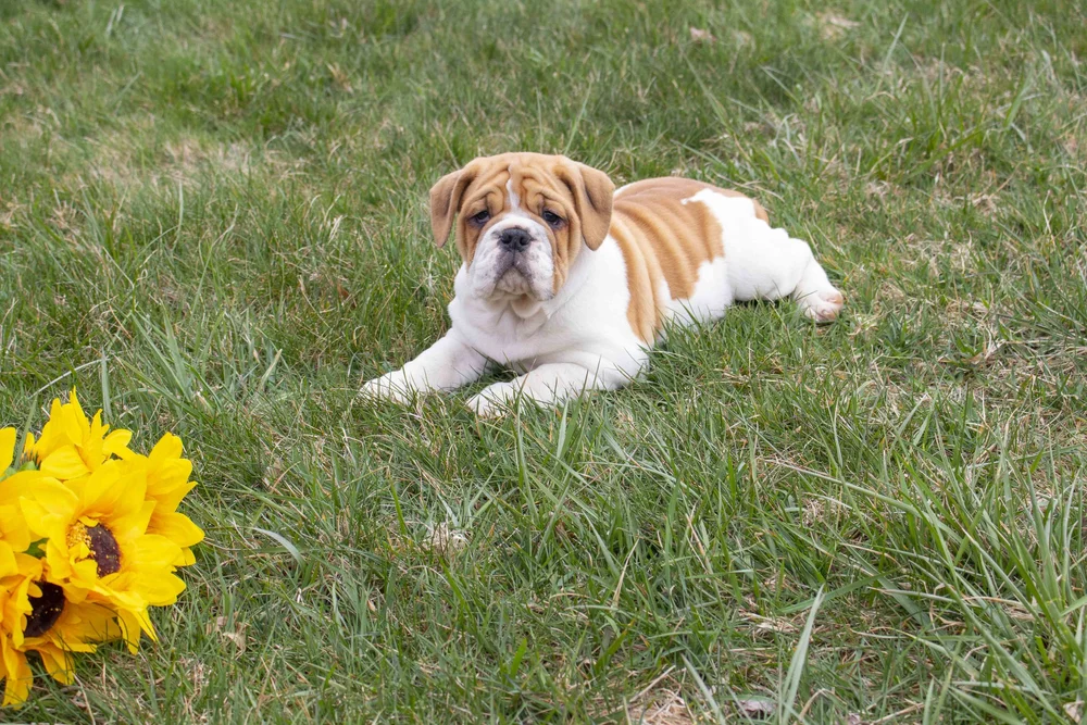 Beabull — Evergreen Puppies