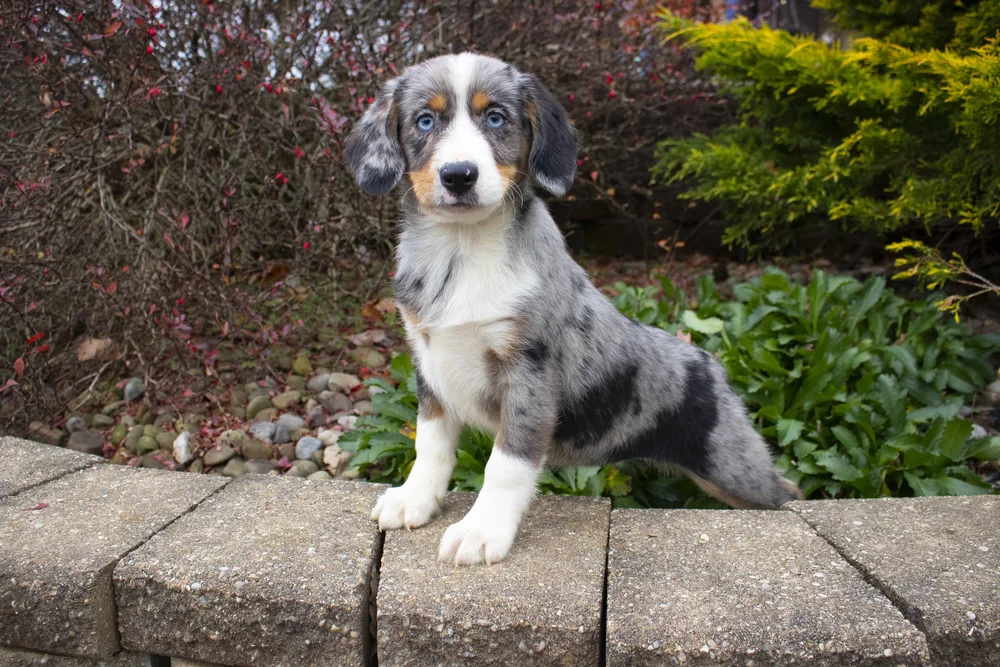 Beagle Mini Australian Shepherd Mix