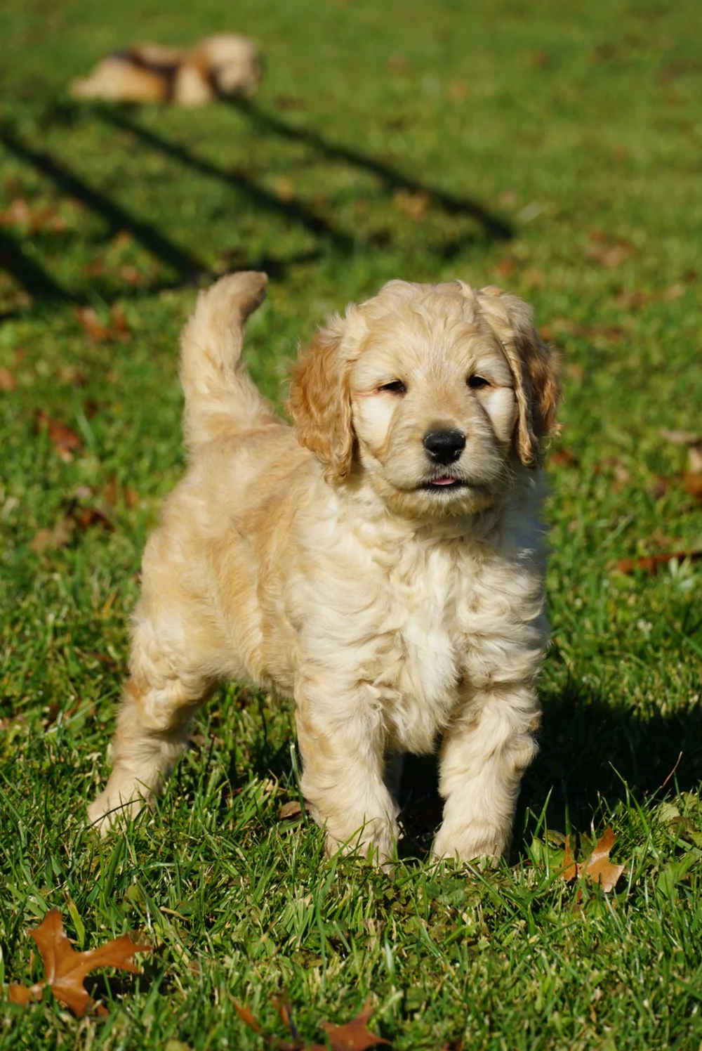 Goldendoodle Standard — Evergreen Puppies