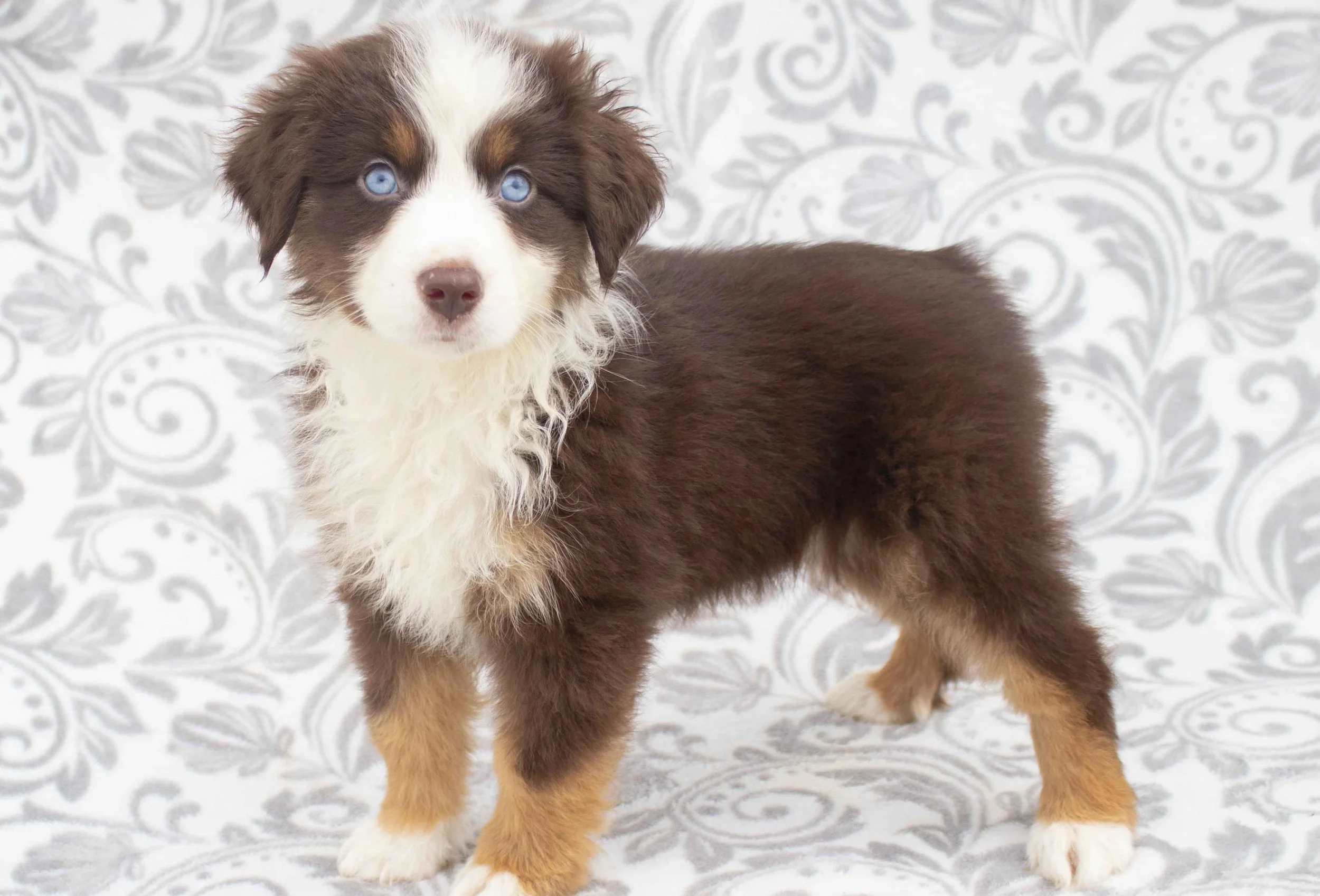 Miniature Australian Shepherd Puppies for sale - Puppies available now ...