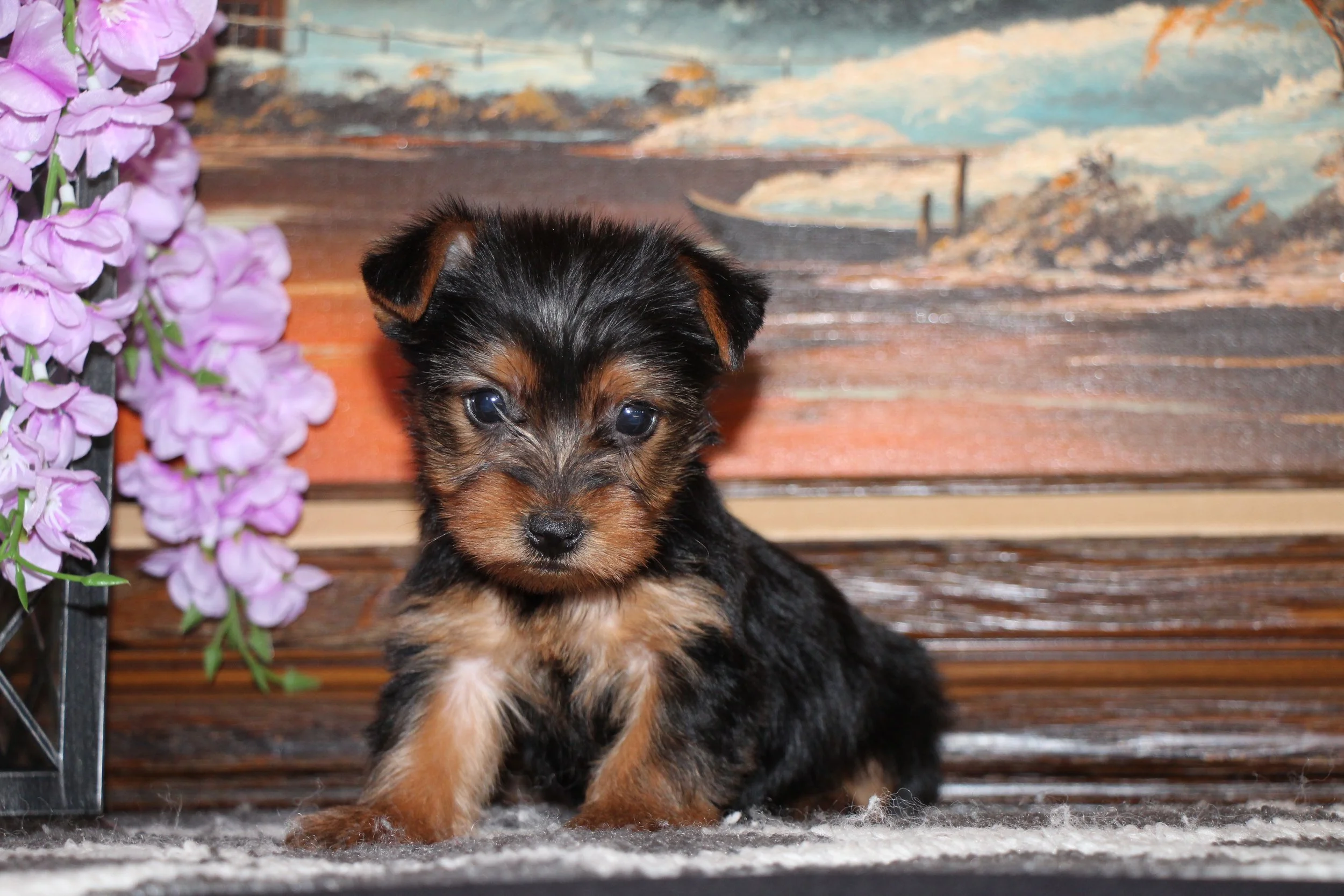 Tinkerbell - $1200 — Evergreen Puppies