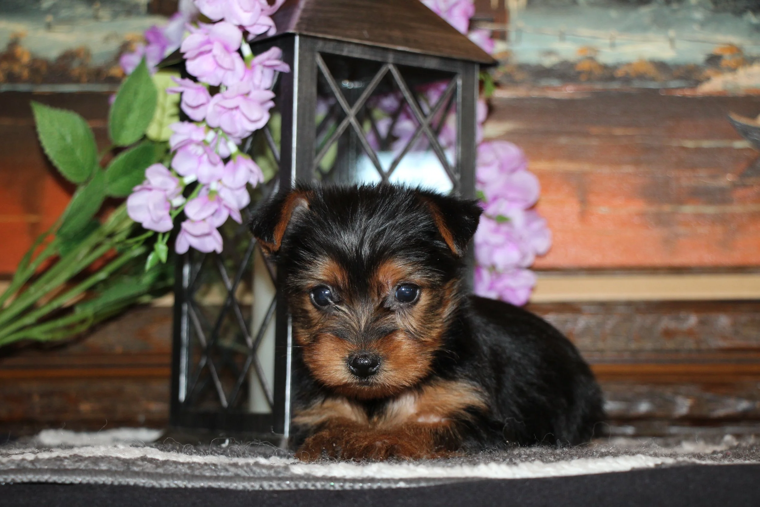 Tinkerbell - $1200 — Evergreen Puppies