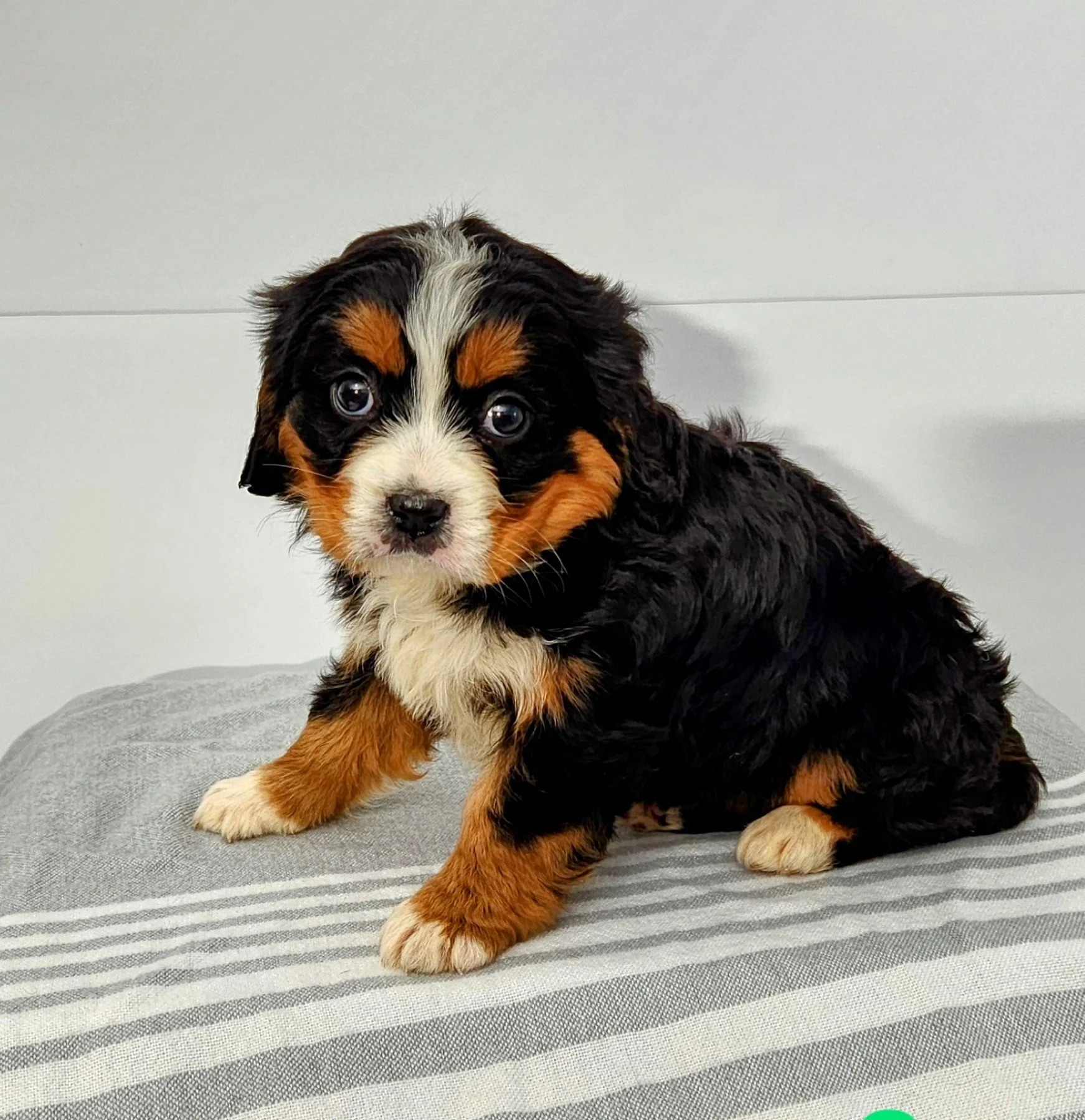 Miniature Bernese — Evergreen Puppies