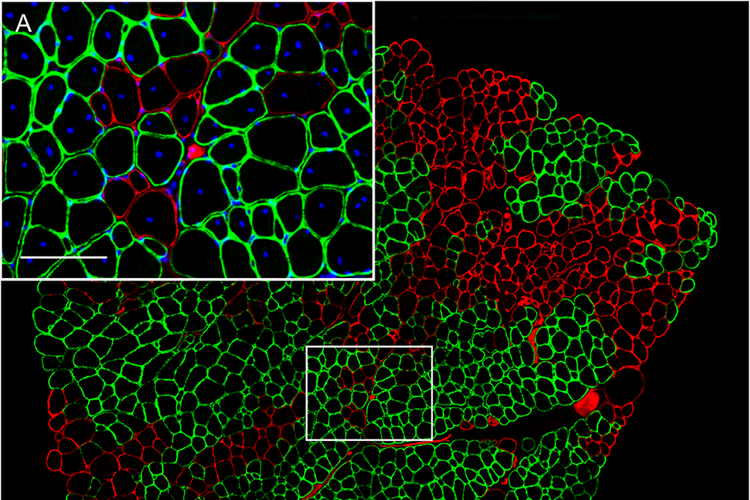 Muscle Phenotyping Stains — BIOQUANT
