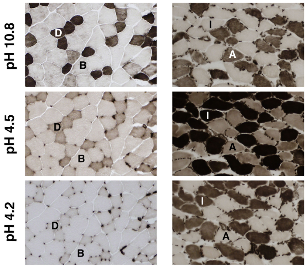 Muscle Phenotyping Stains — BIOQUANT