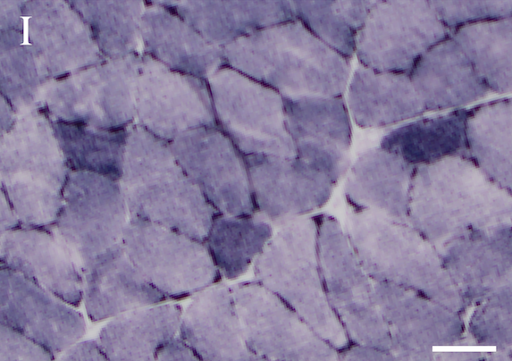 Muscle Phenotyping Stains — BIOQUANT