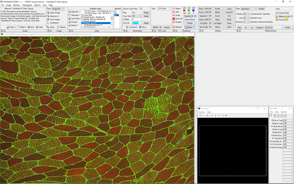 Fluorescent Muscle Fibertyping — BIOQUANT