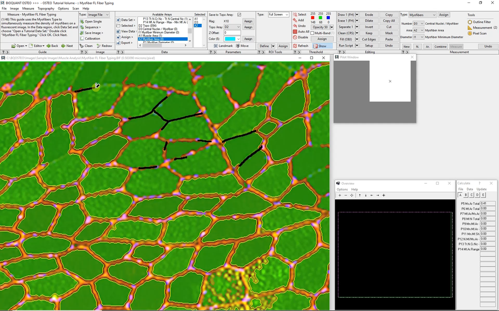 Fluorescent Muscle Fibertyping — BIOQUANT