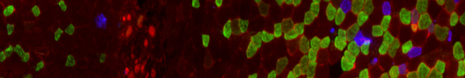 Overview of Imaging in BIOQUANT — BIOQUANT