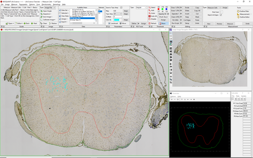 Cell Mapping and Analysis — BIOQUANT