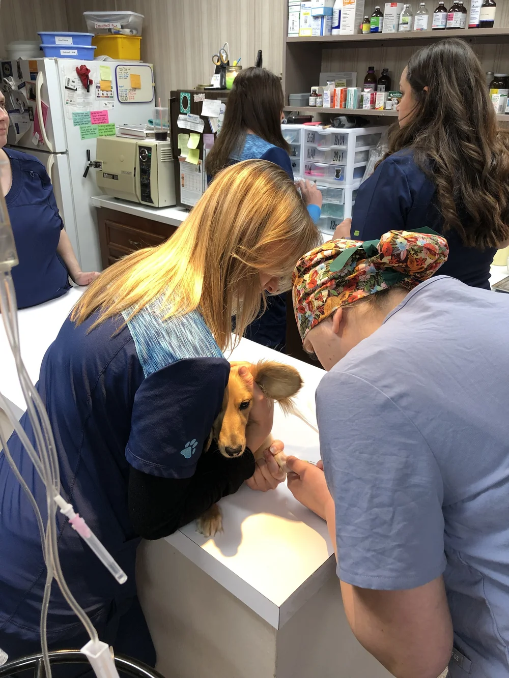 Meet the Team — Coreil Veterinary Clinic