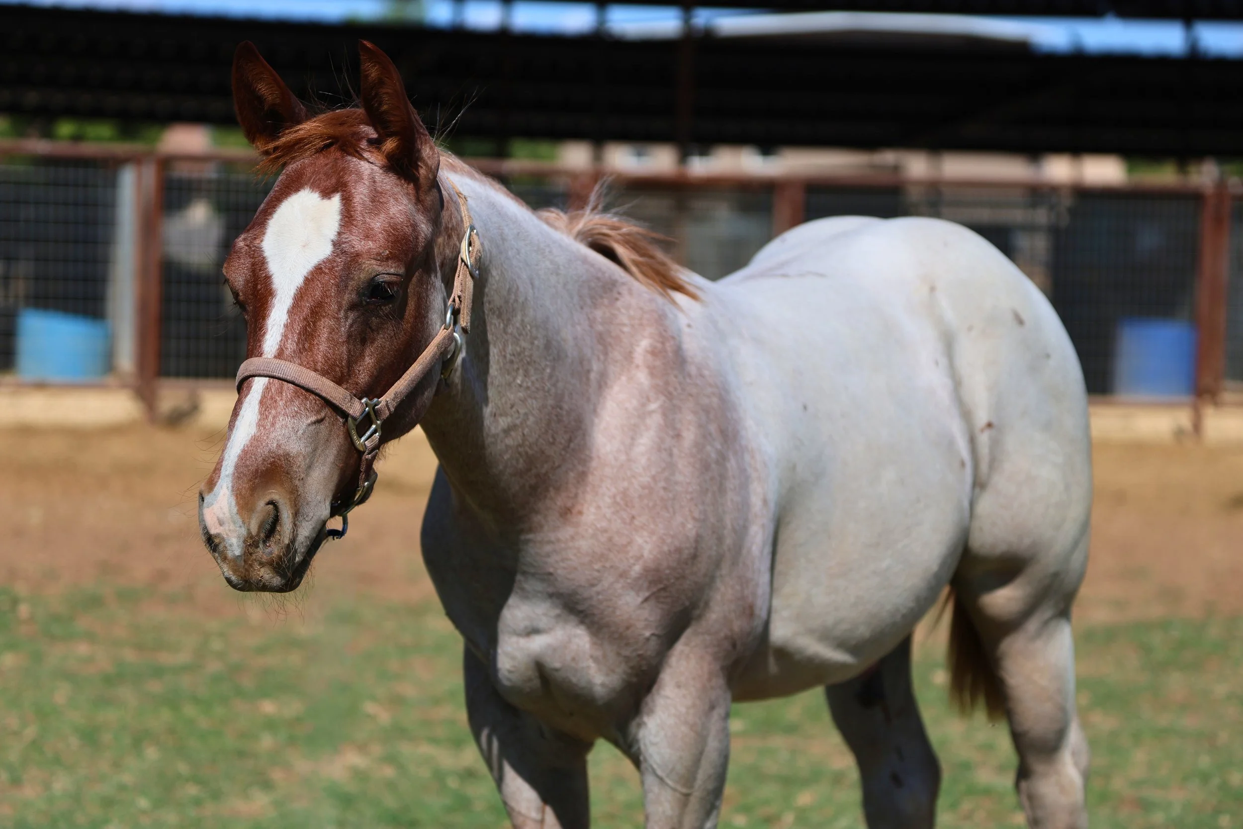 KK Performance Horses