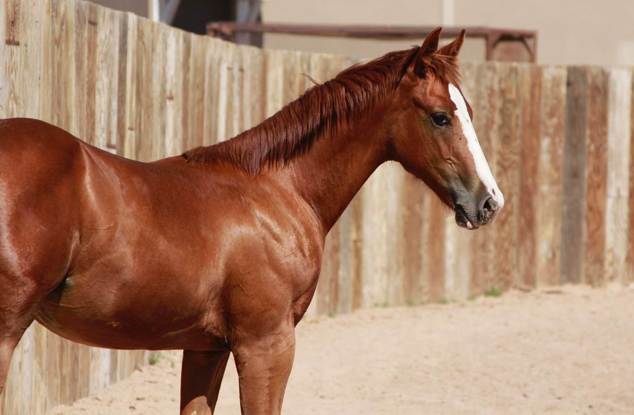 KK Performance Horses