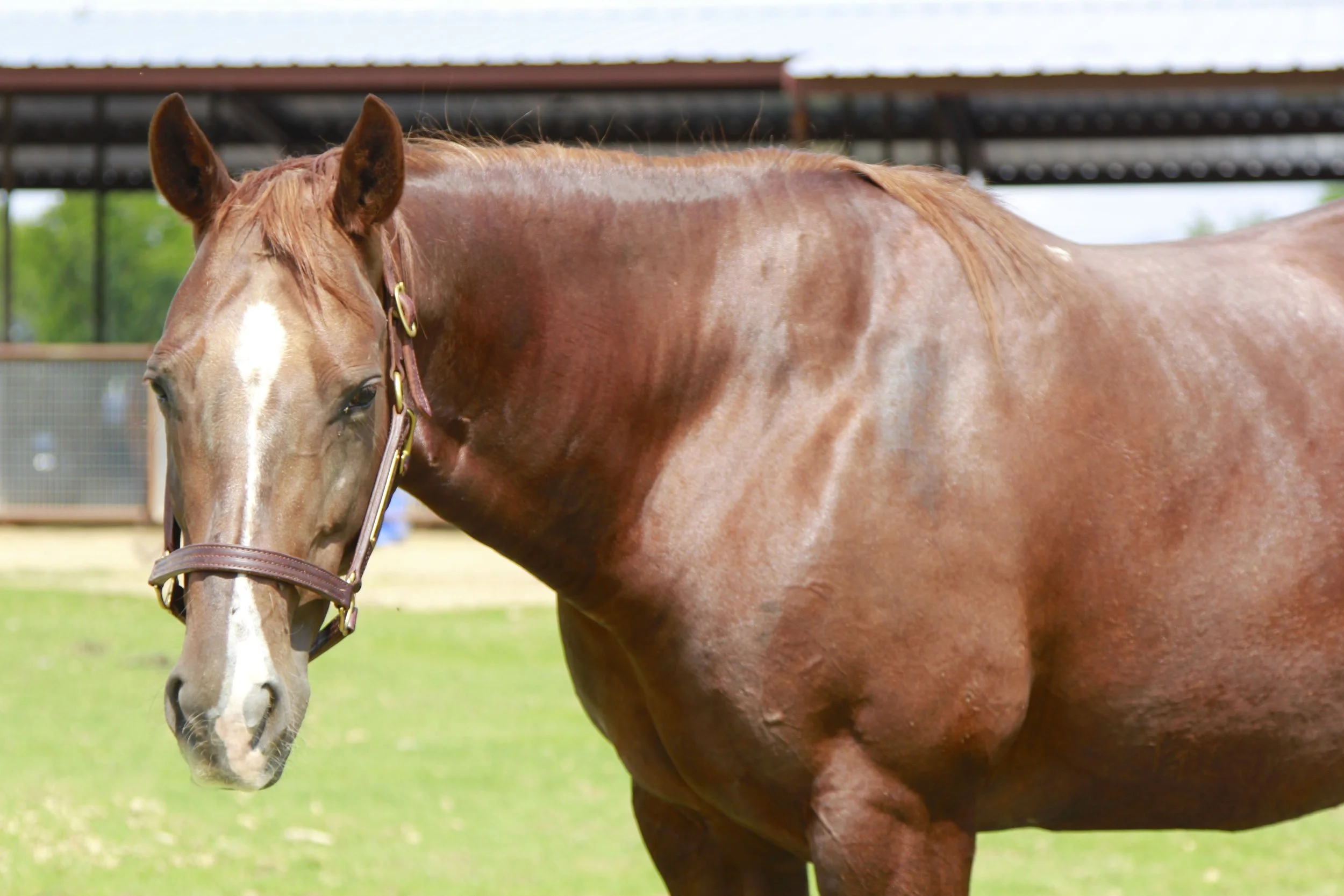 KK Performance Horses