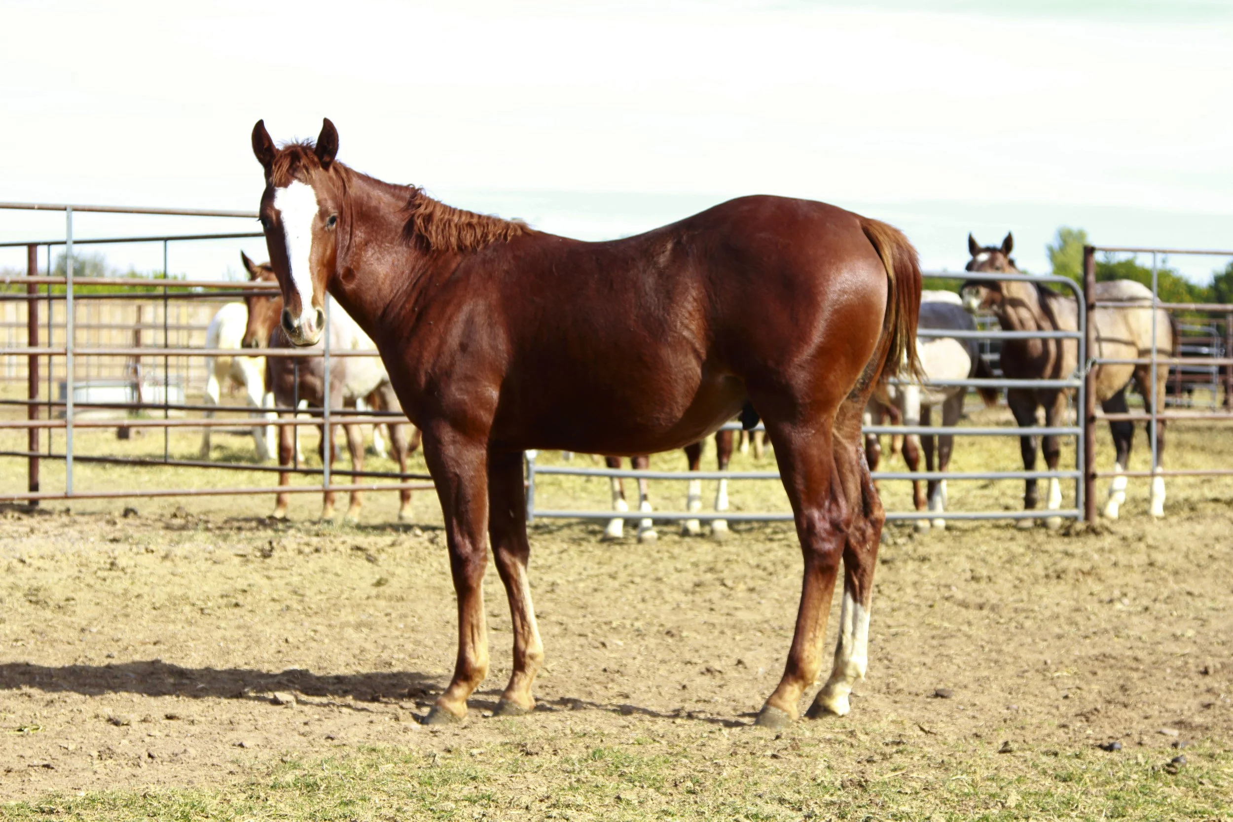 RADAR — KK Performance Horses