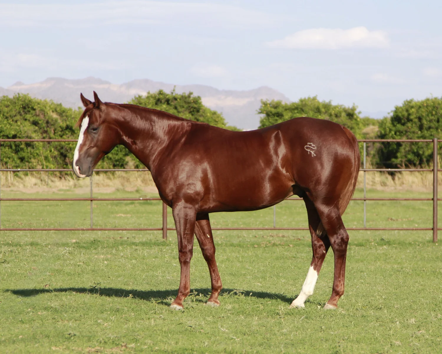 KK Performance Horses