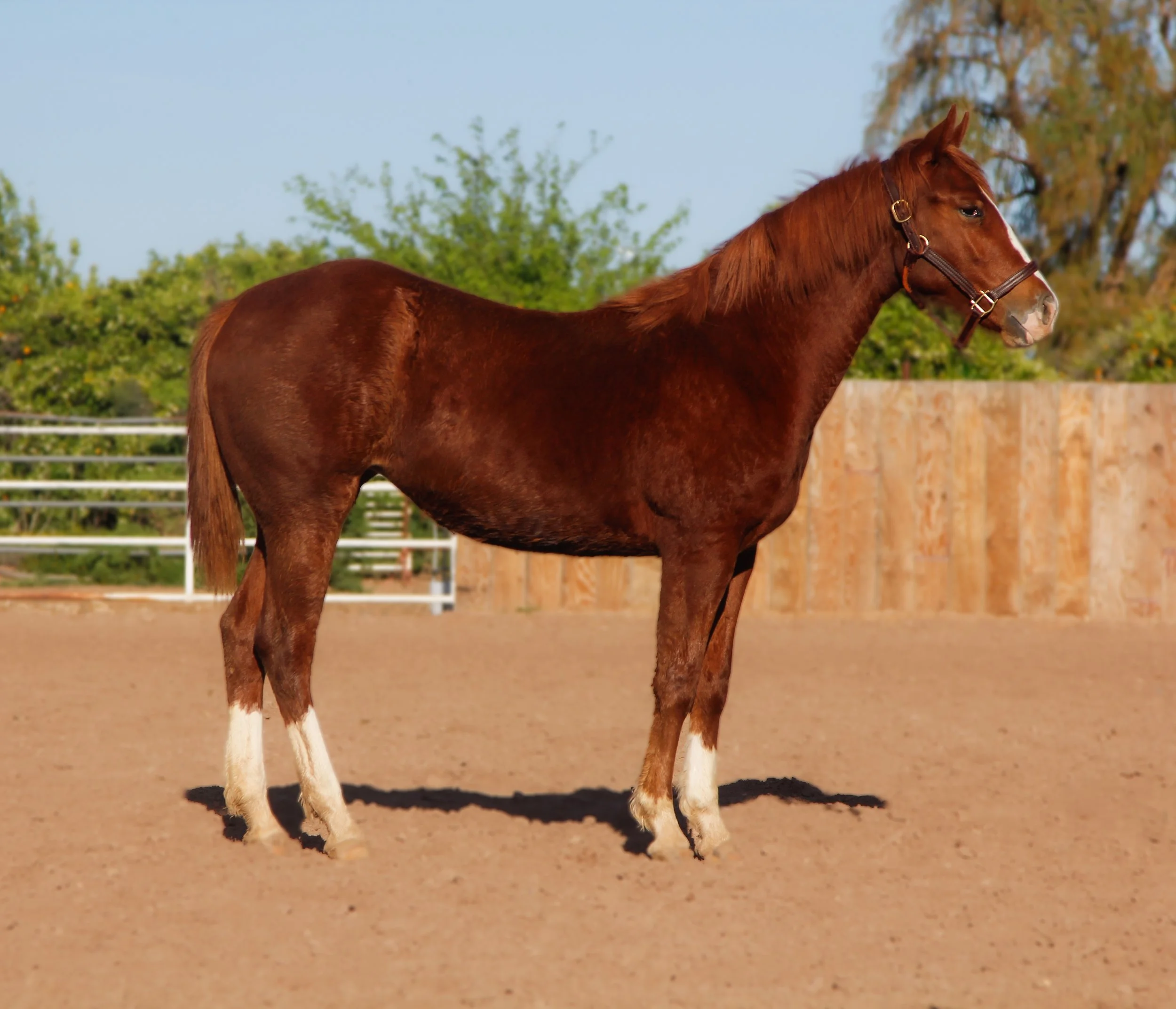 2023 Prospects — KK Performance Horses