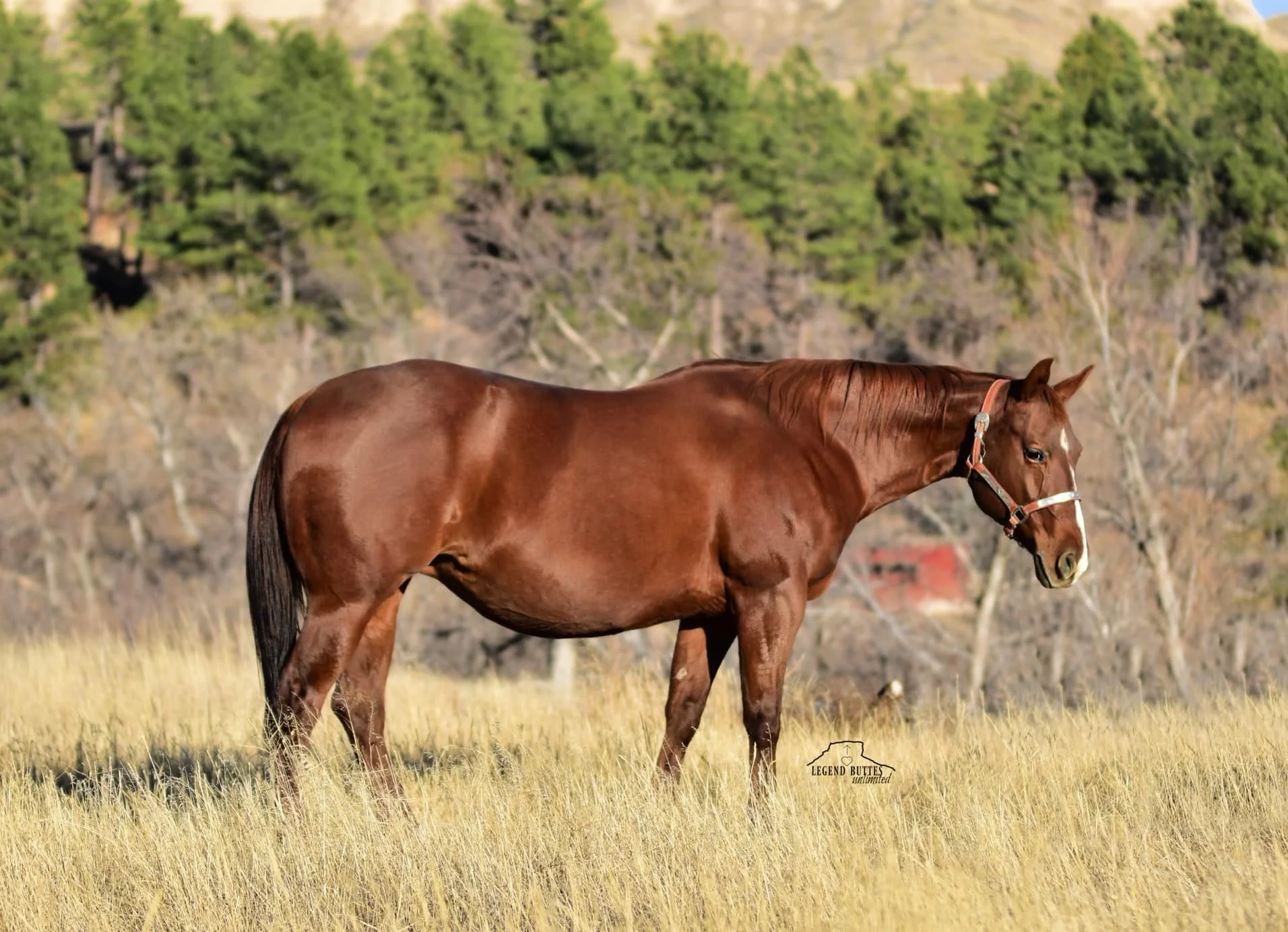 Broodmares — KK Performance Horses
