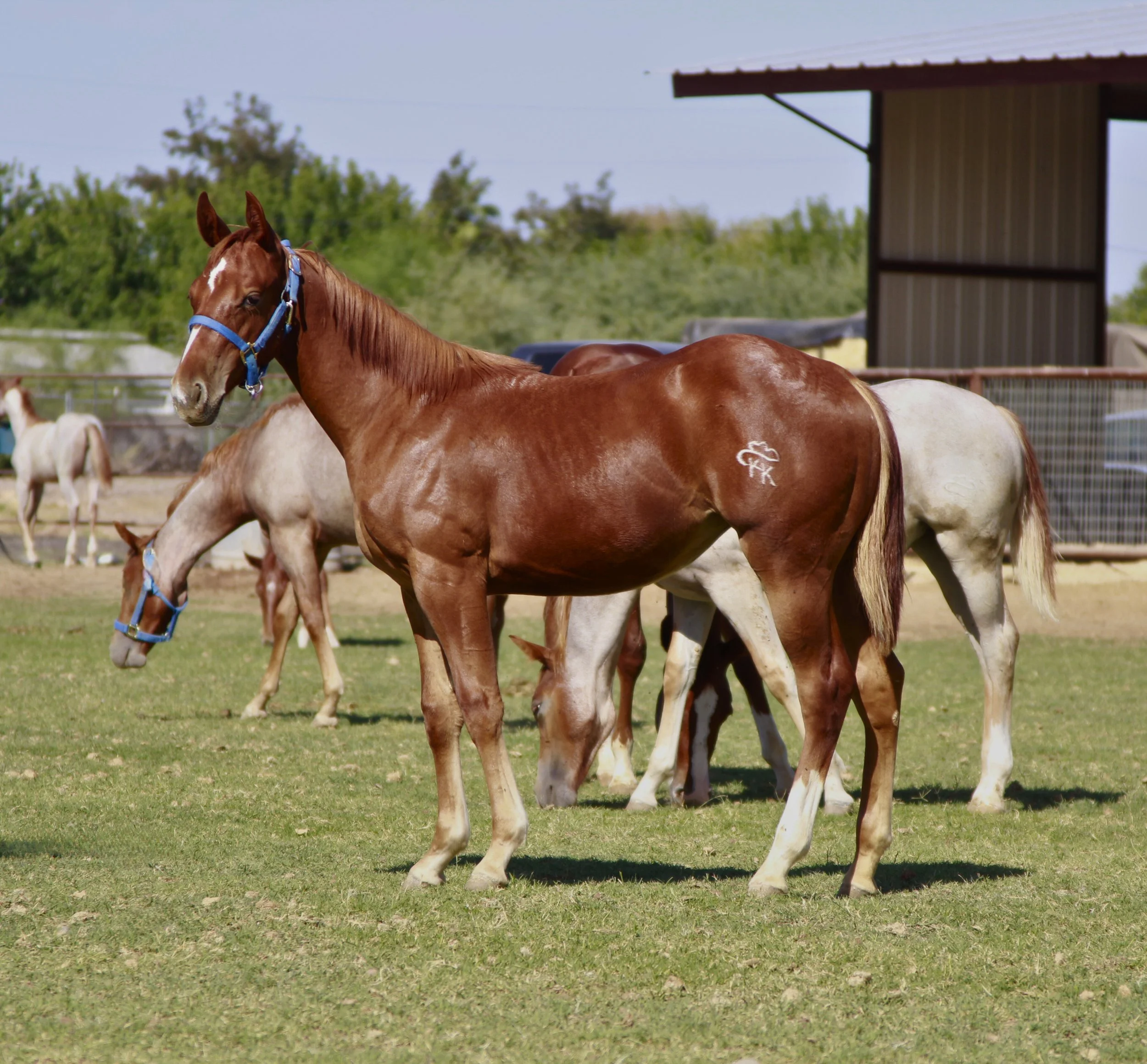 2023 Prospects — KK Performance Horses
