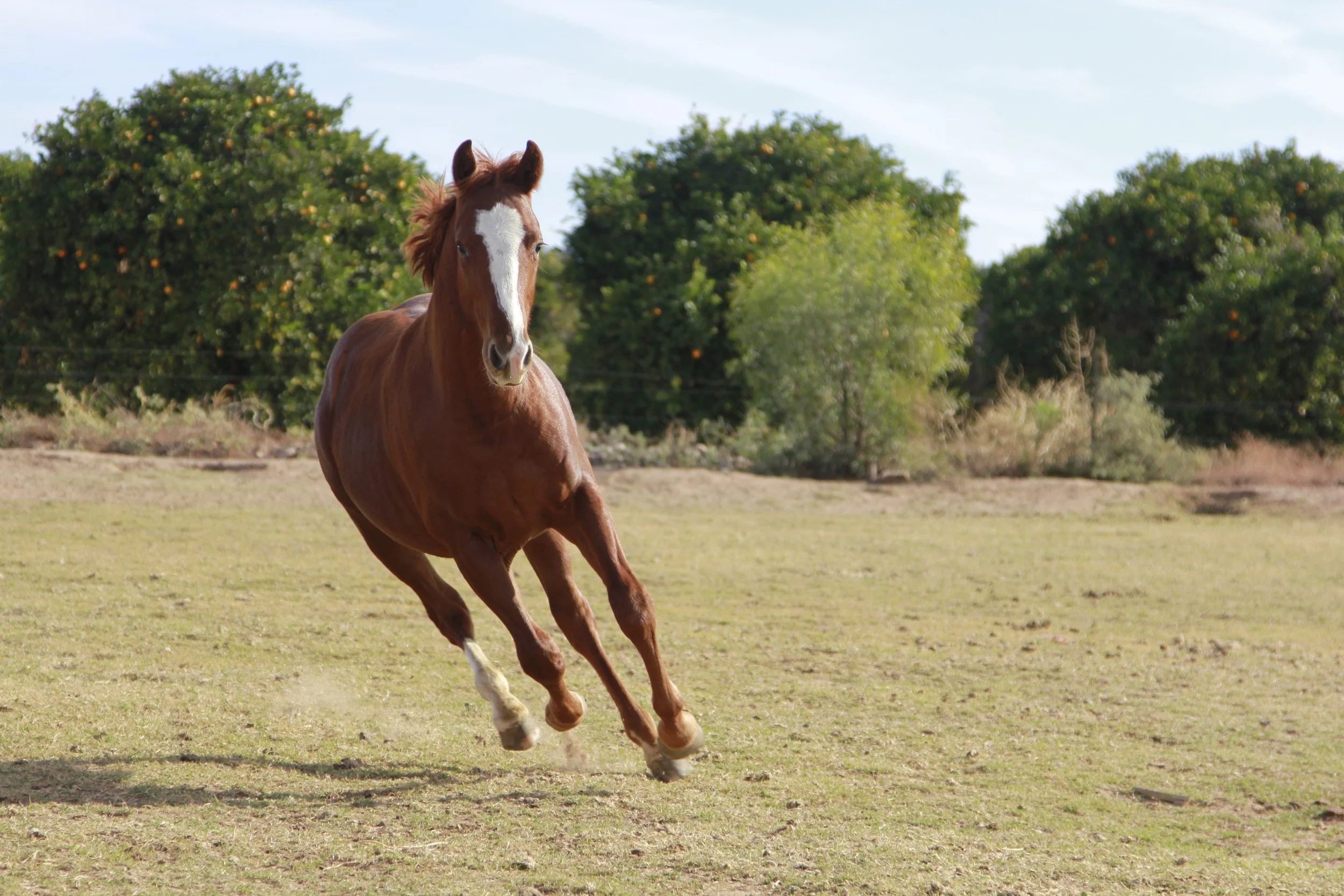 KK Performance Horses