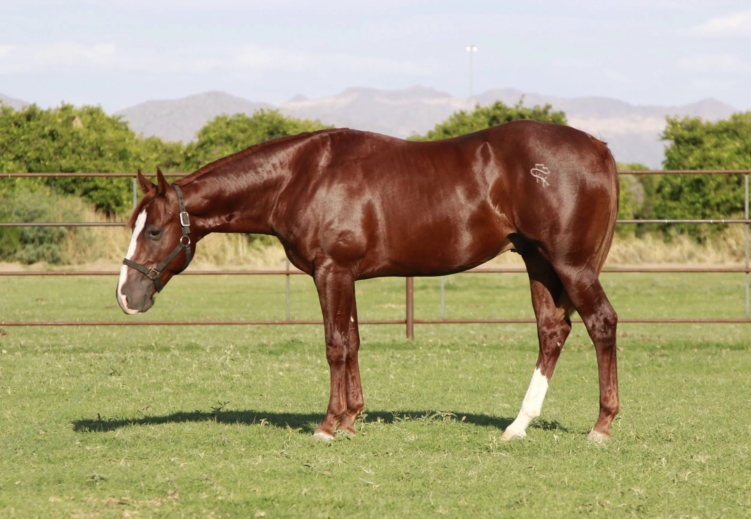 KK Gotcha OnMy Radar — KK Performance Horses