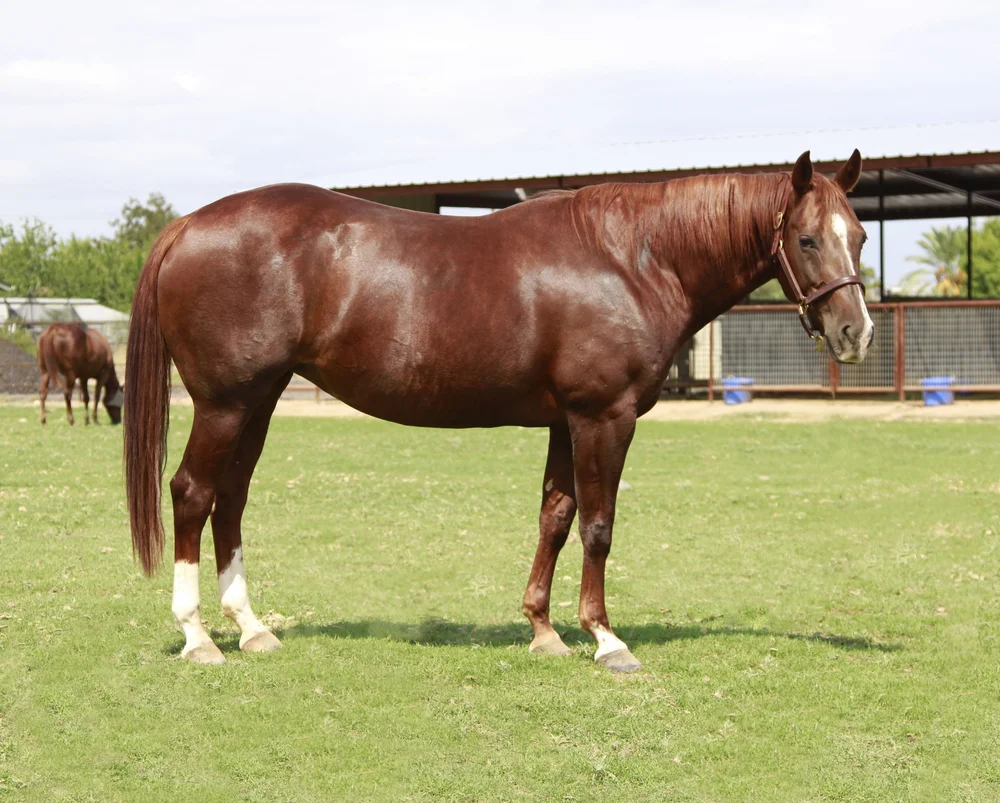 Broodmares — KK Performance Horses
