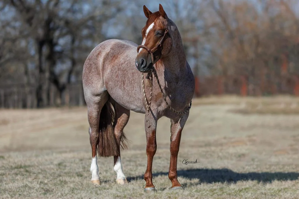 KK Performance Horses