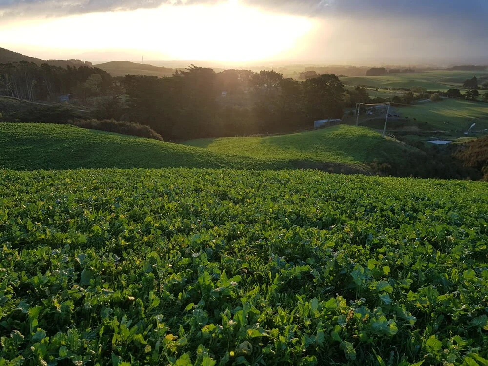 Diverse forage crops – farmer experience and examples — Quorum Sense