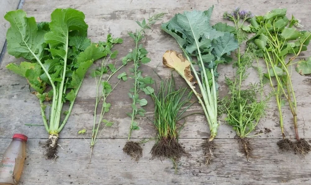 What are diverse cover crops (and how do I use them)? — Quorum Sense