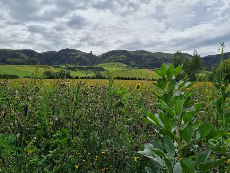 What are diverse forage crops (and how do I use them)? — Quorum Sense